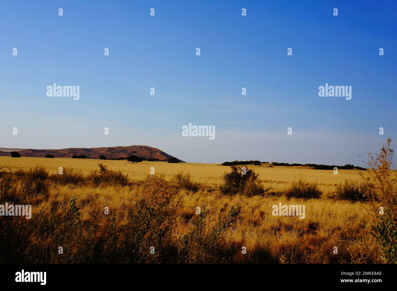 The Namibian savanna in Southern Africa with long grass and wide blue ...