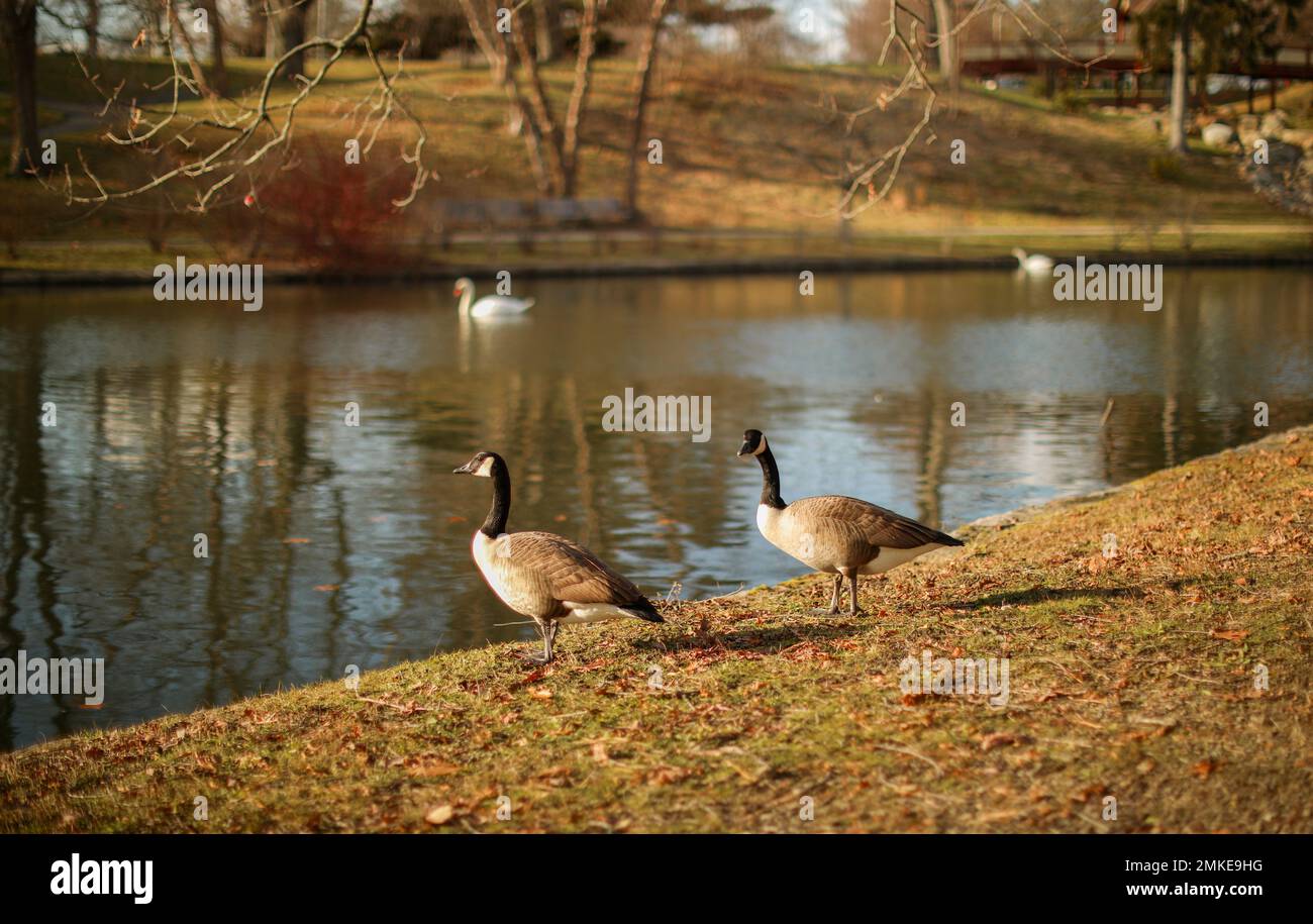 Summer ducks hi-res stock photography and images - Alamy
