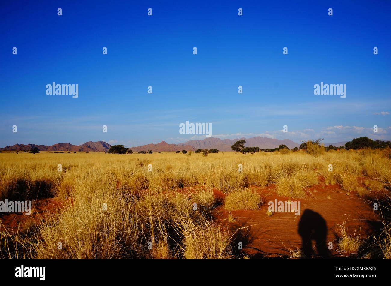 The Namibian savanna in Southern Africa with long grass and wide blue ...