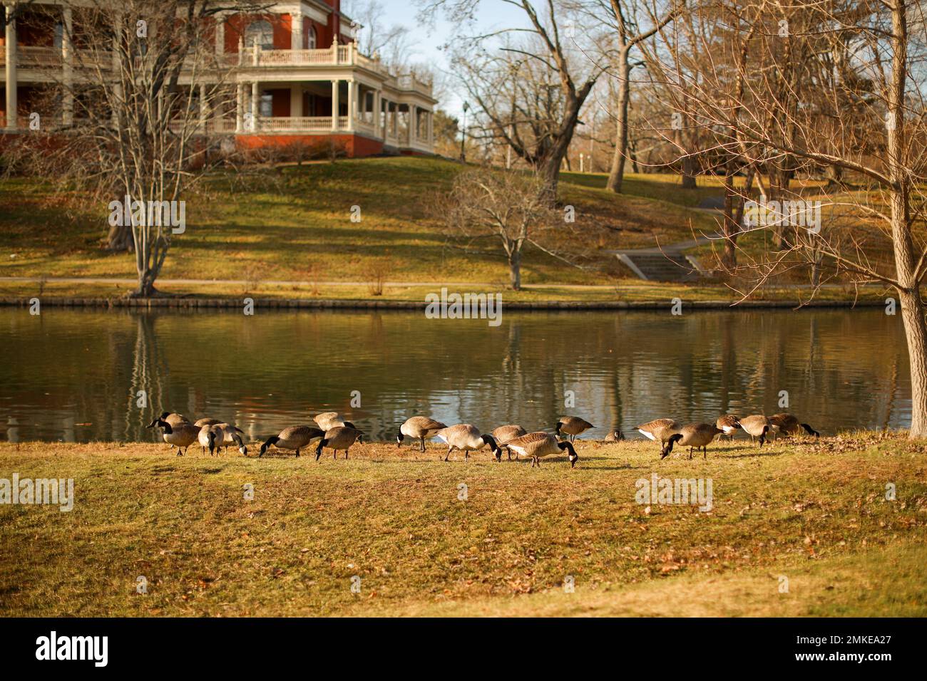 Park Summer ducks serene sunset nature evening Stock Photo - Alamy