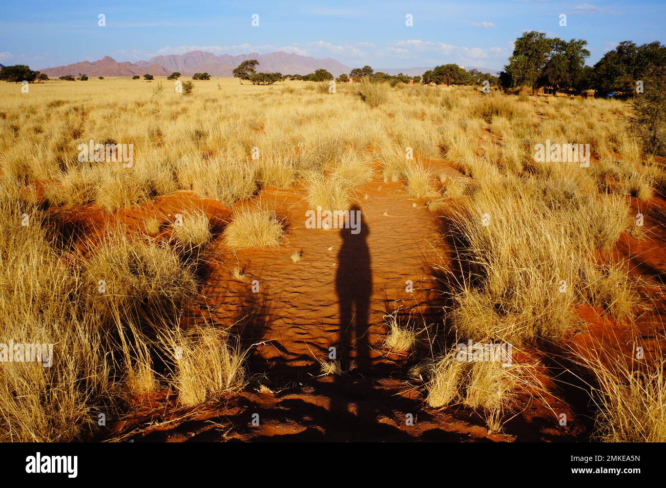 The Namibian savanna in Southern Africa with long grass and wide blue ...