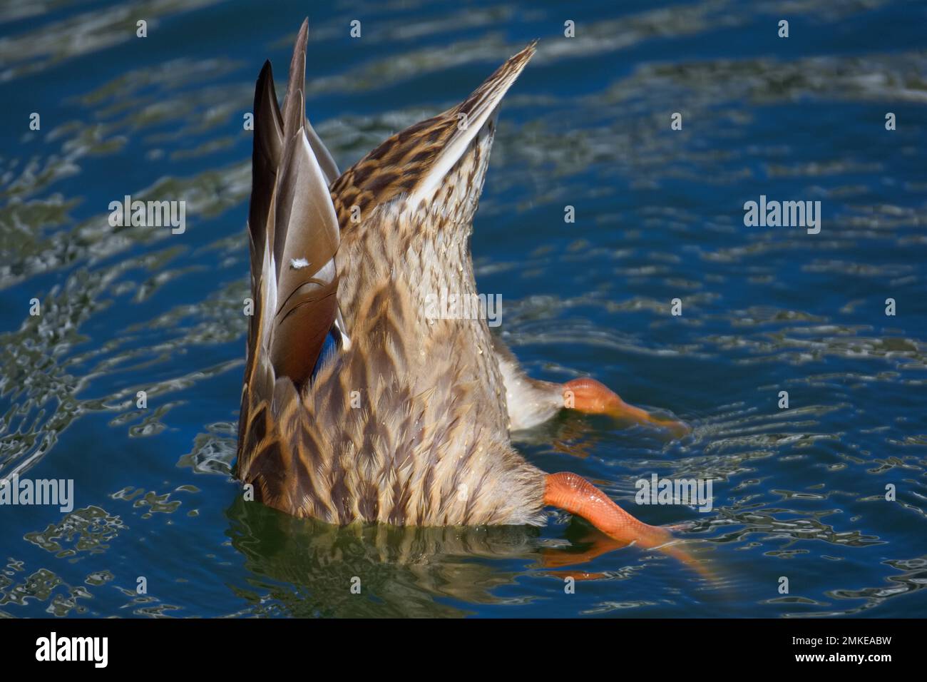 Female Mallard duck diving for food under the surface of the water in a ...