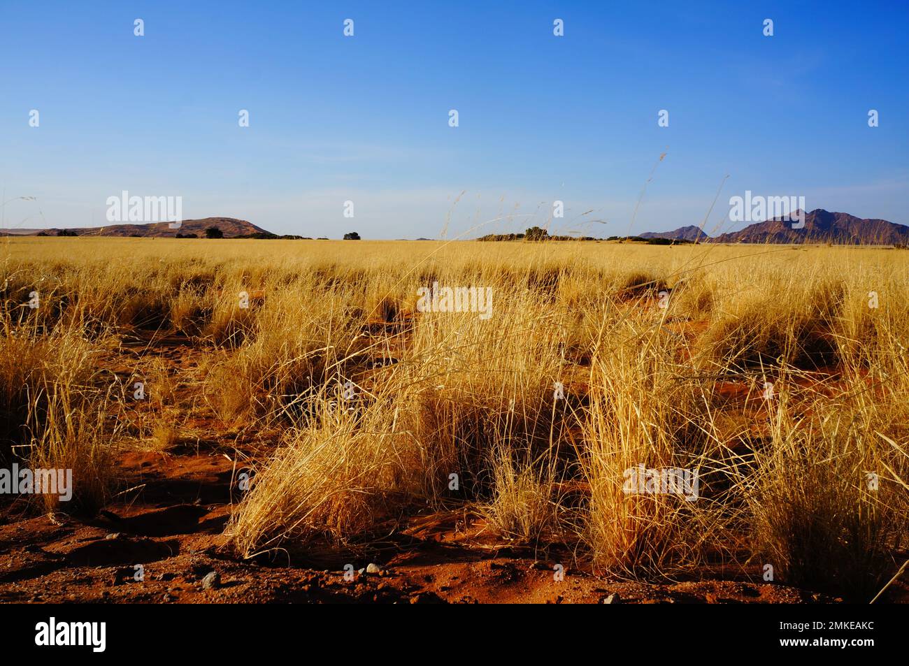 The Namibian savanna in Southern Africa with long grass and wide blue ...