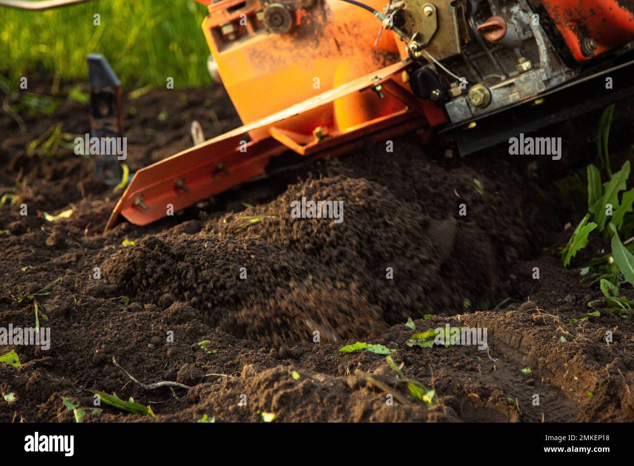 a small agricultural tractor plows the ground, the work of a walk ...