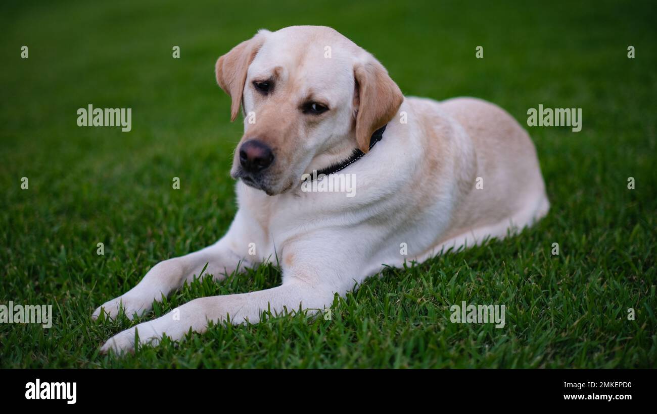 Handsome yellow labrador retriever hi-res stock photography and images ...