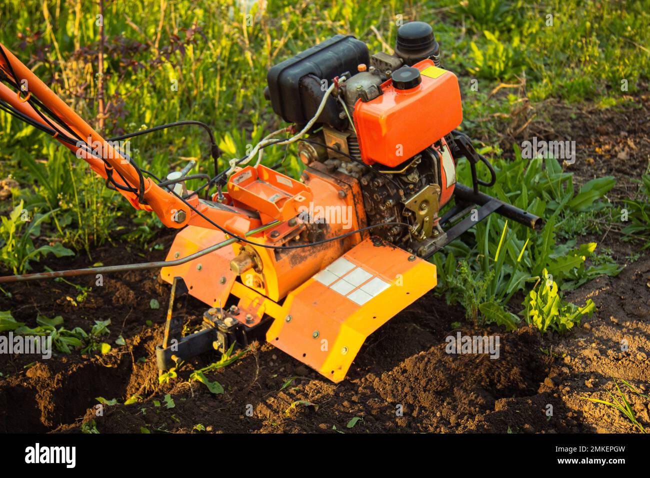 a small agricultural tractor plows the ground, the work of a walk ...