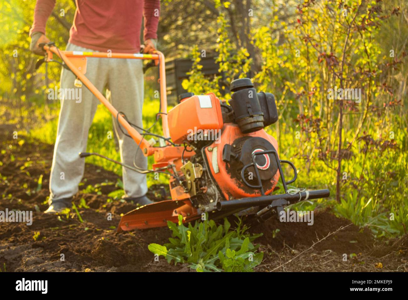 a small agricultural tractor plows the ground, the work of a walk ...