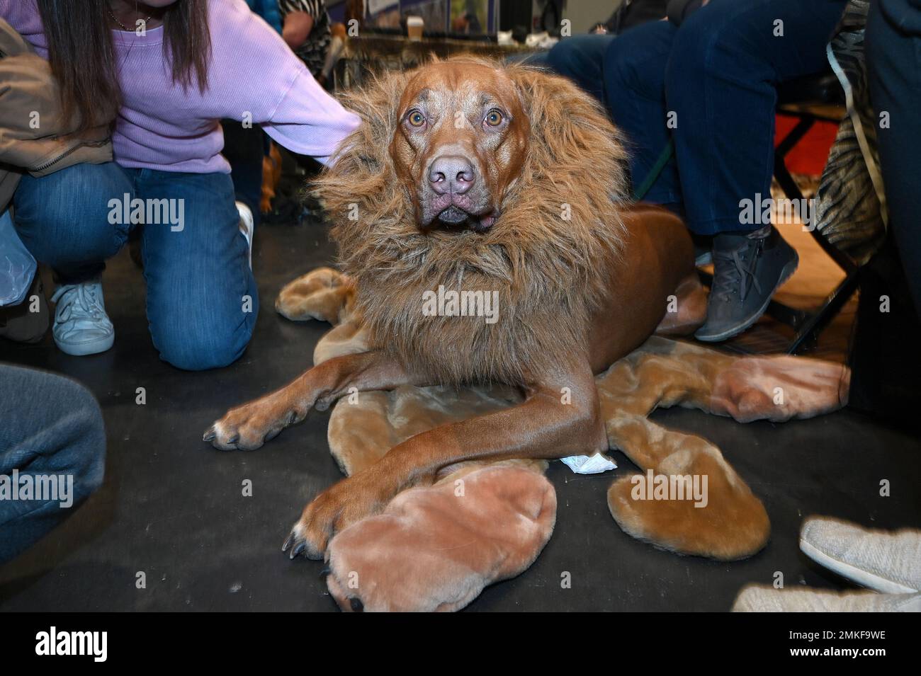 A woman pets a Rhodesian Ridgeback wearing a faux mane-sock to resemble ...