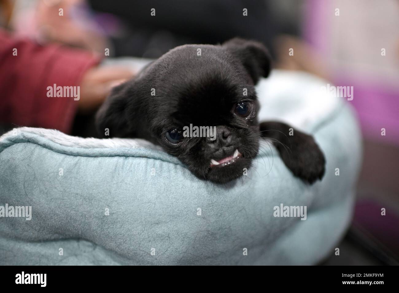 New York, USA. 28th Jan, 2023. A hand pets a Brussels Griffon puppy ...