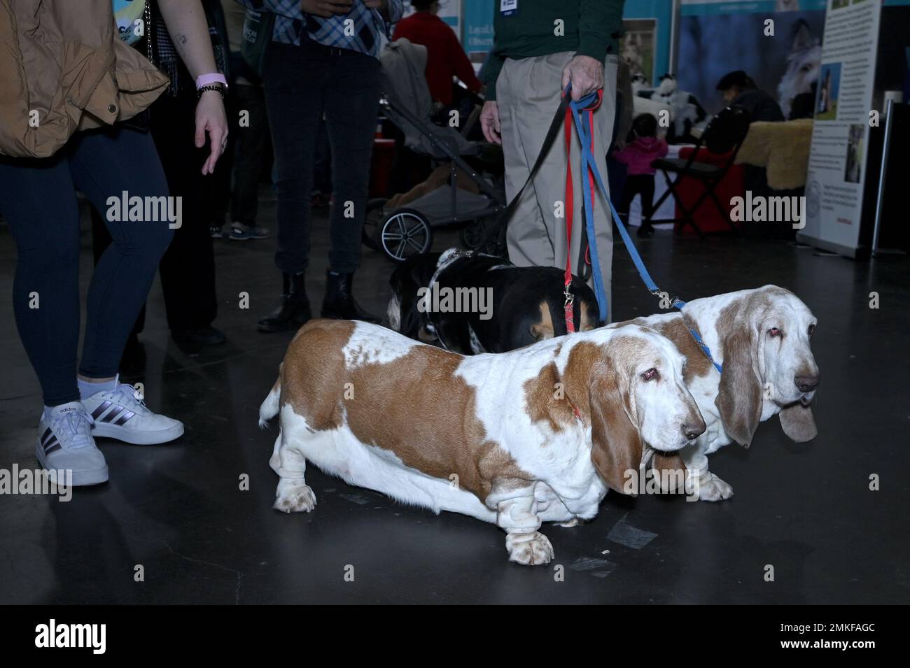 New York, USA. 28th Jan, 2023. Three Basset Hounds are walked around ...