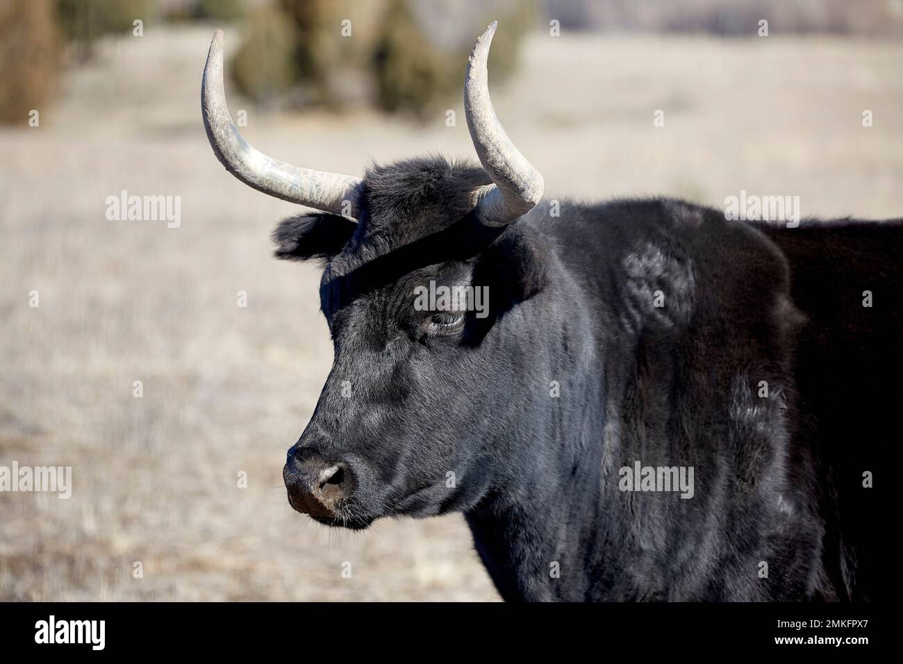 Profile of a black Criollo cow on the open range Stock Photo - Alamy