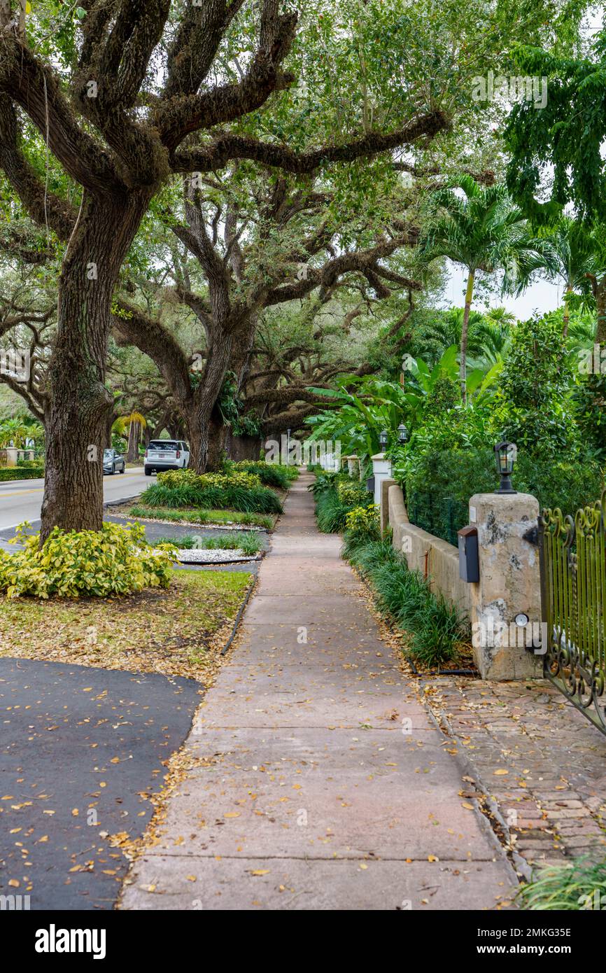 Residential street sidewalk with oak trees Stock Photo - Alamy