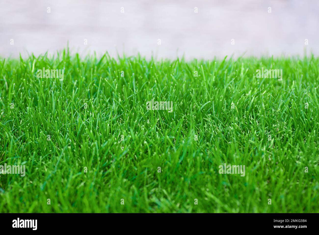 fresh spring lawn green grass for background Stock Photo - Alamy
