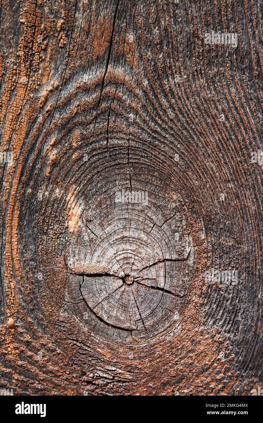 close up of wood texture with natural fibers, board material for ...