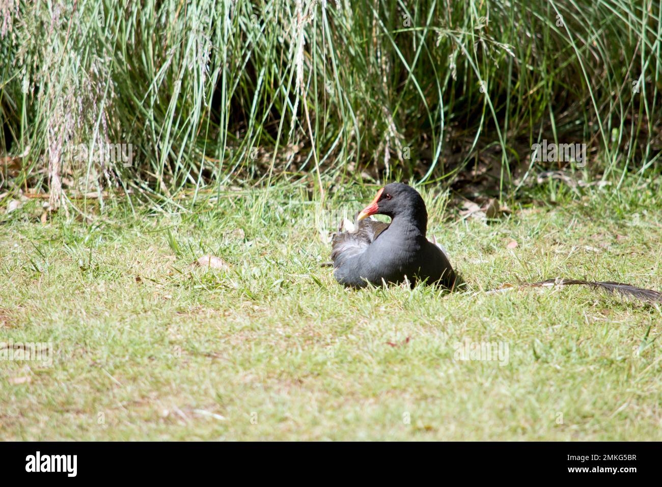 the dusky moorhen is a black waterbird with an orange shield with a ...
