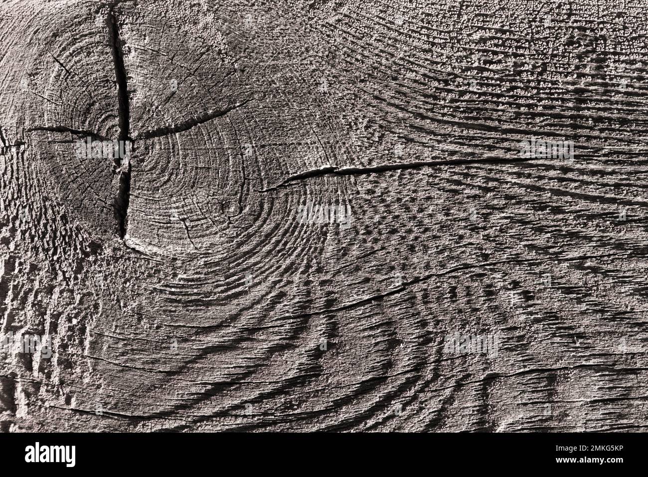 close up of wood texture with natural fibers, board material for ...