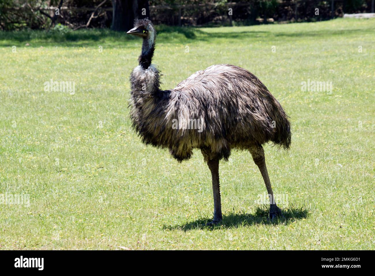 The australian emu is covered in primitive feathers that are dusky ...