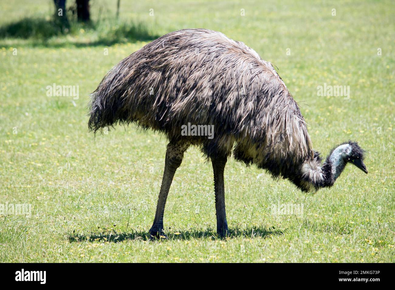The australian emu is covered in primitive feathers that are dusky ...