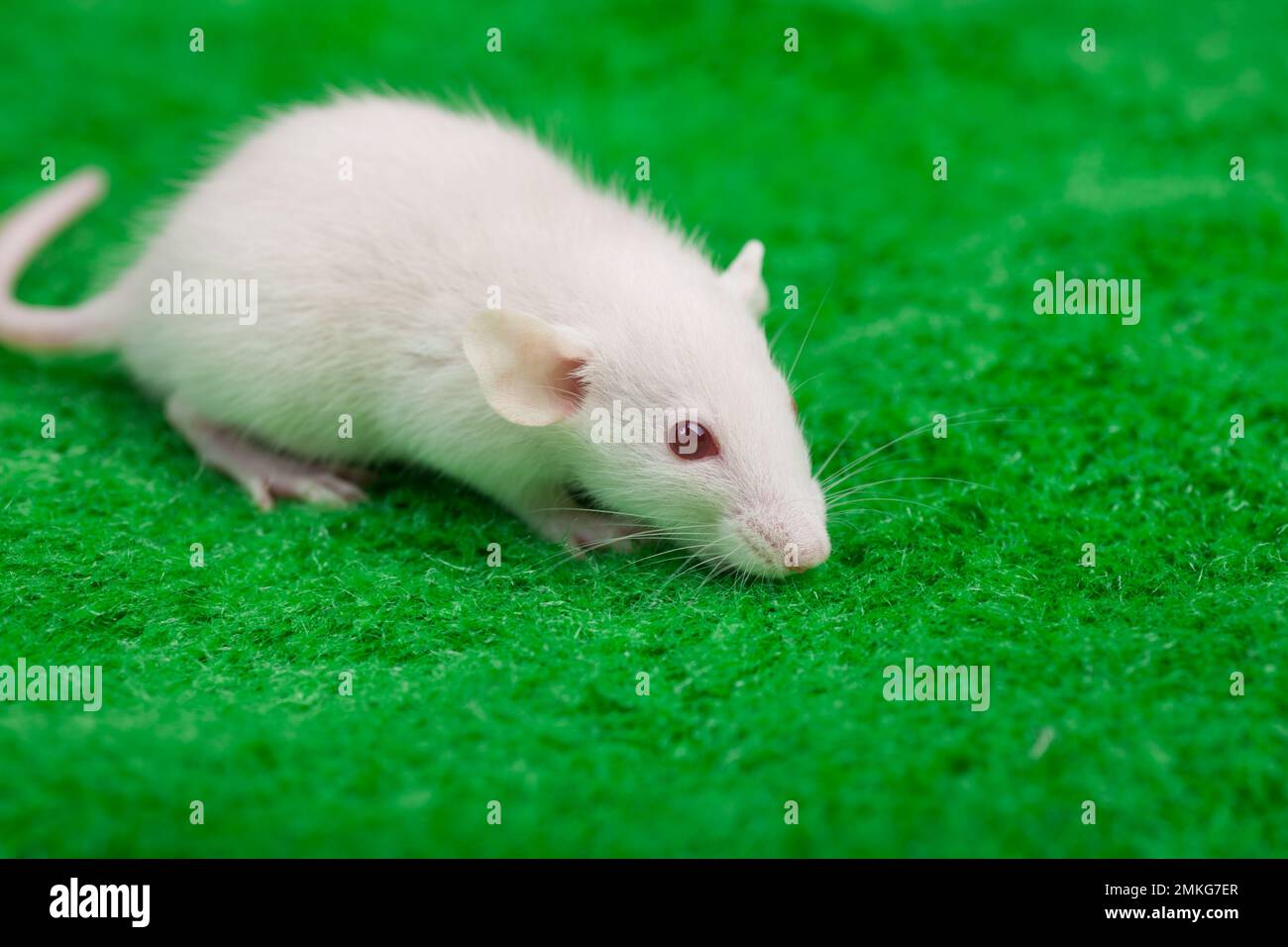 White mouse grass hi-res stock photography and images - Alamy