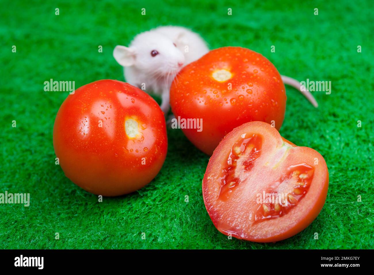 Close up of fresh tomatoes in drops of water on on the green grass and ...