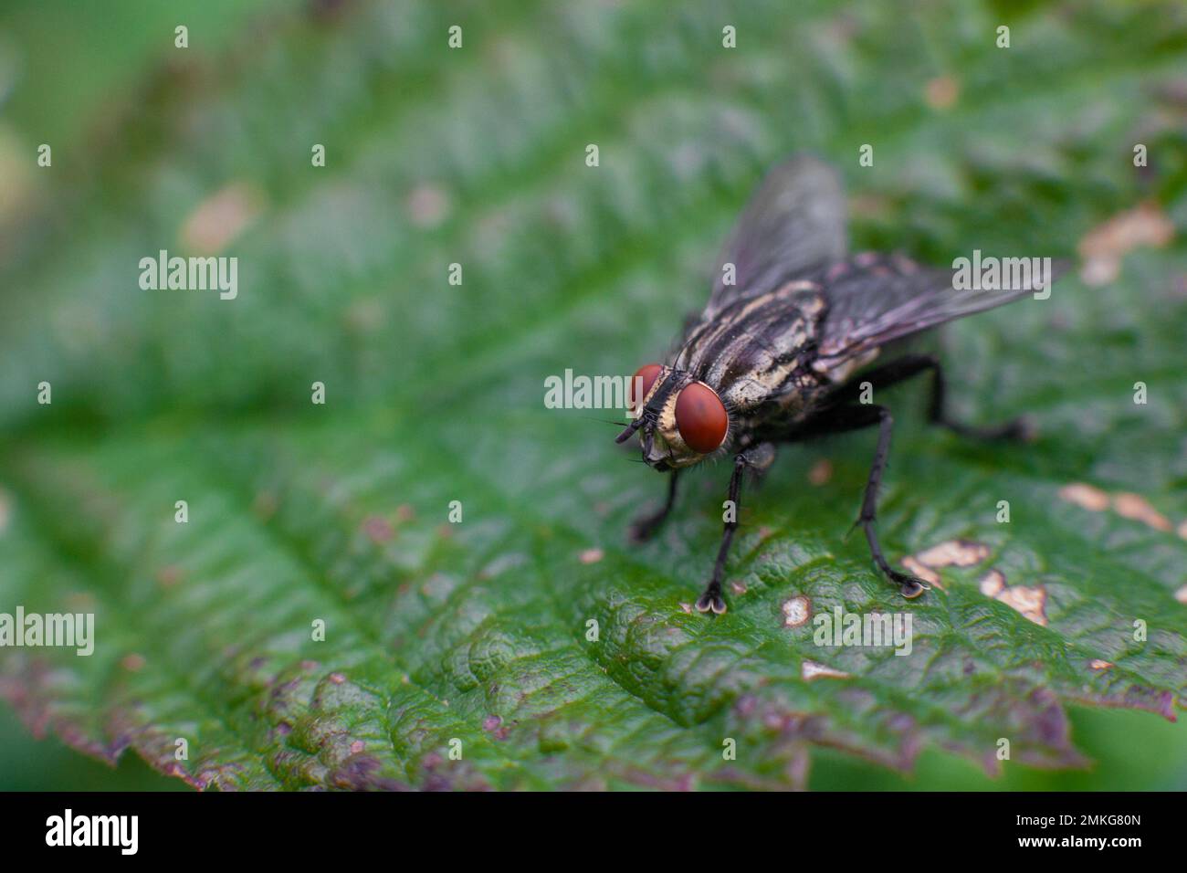 Close spacing hi-res stock photography and images - Alamy