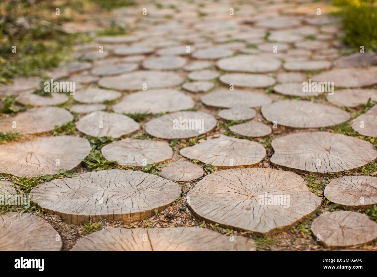 paved path with round sections of trees, texture Stock Photo - Alamy