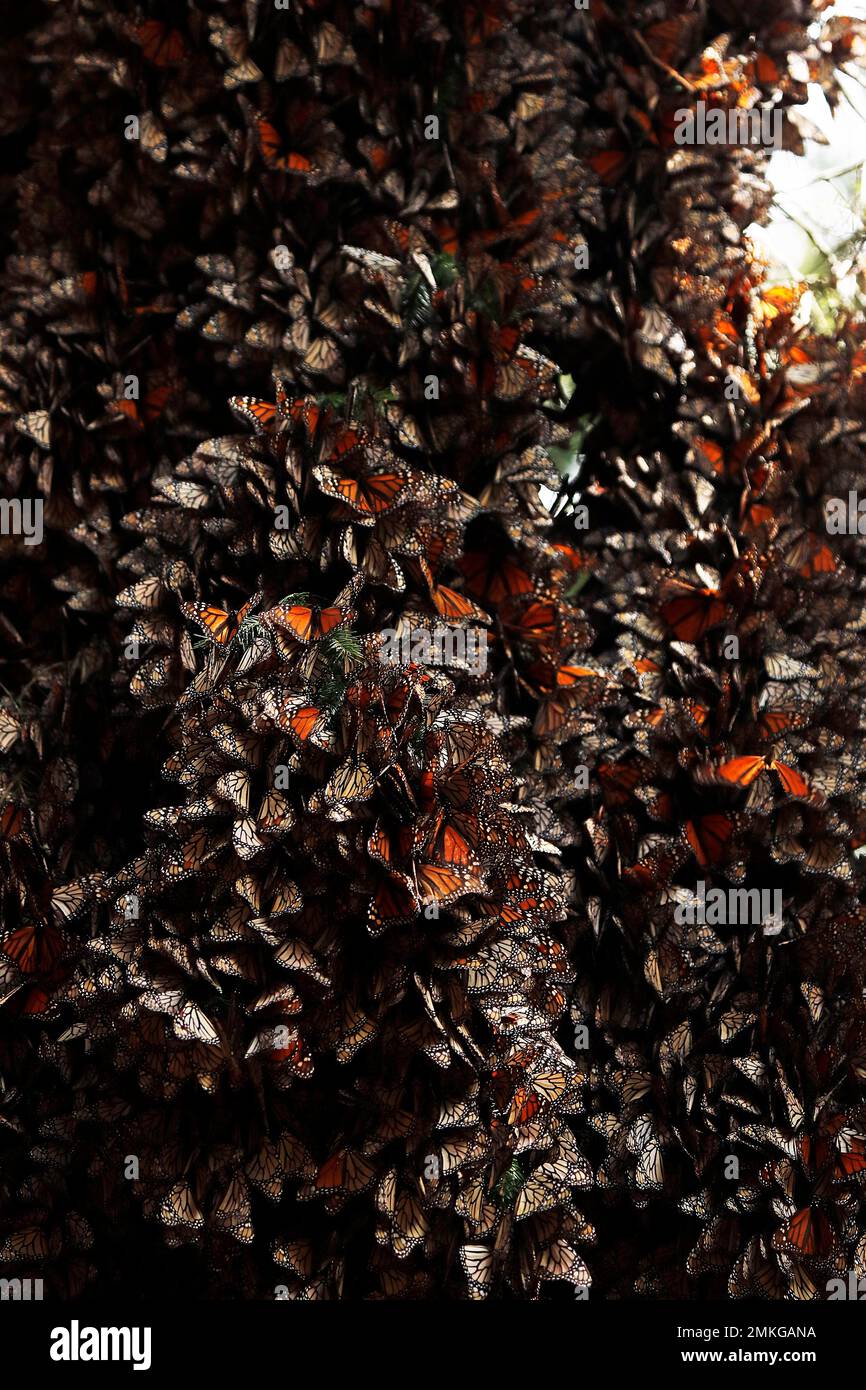 Monarch butterflies cluster in the Amanalco de Becerra sanctuary, on ...