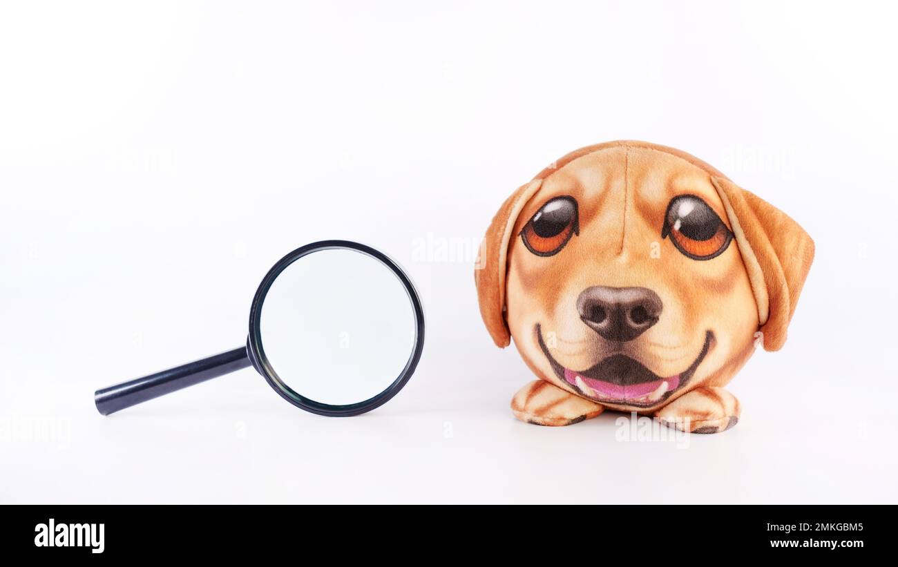 A small round dog puppy is next to magnifying glass on white background ...