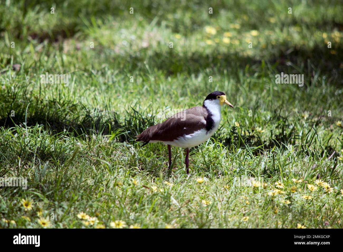 the masked lapwing has a yellow mask with black on top of its head ...