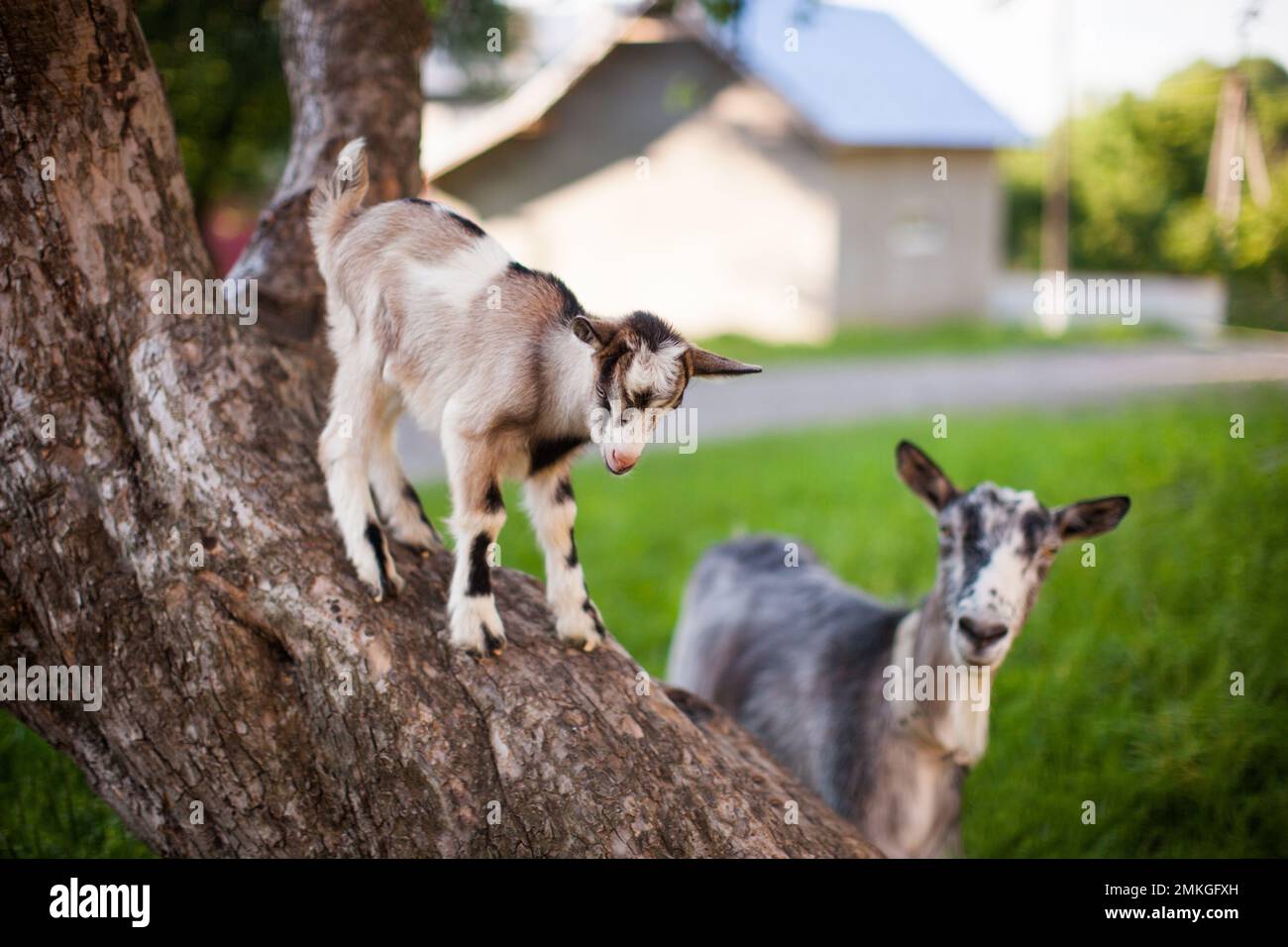 Two goat hi-res stock photography and images - Alamy