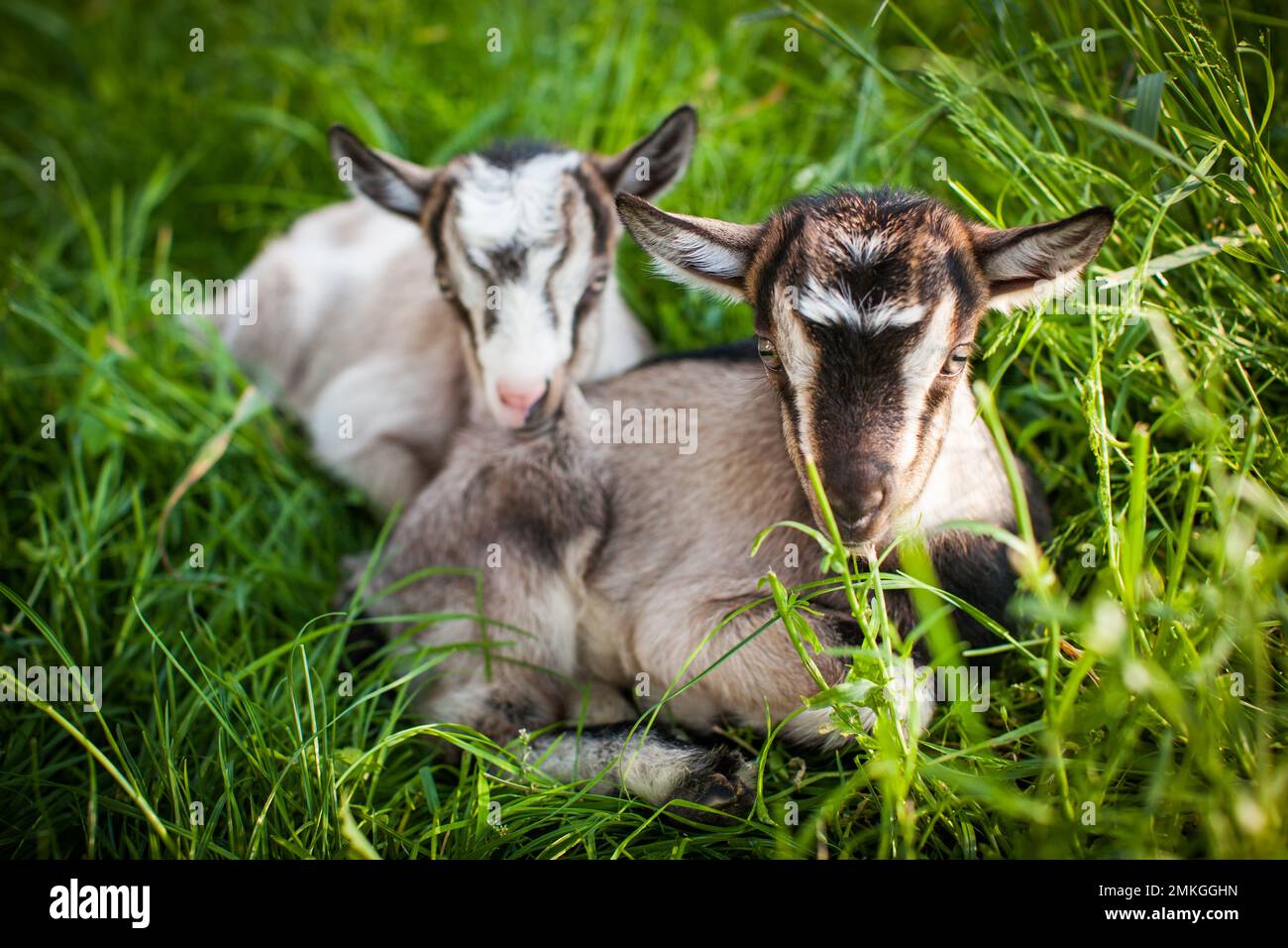 A beautiful photo of two little goats that lie together in grass Stock ...
