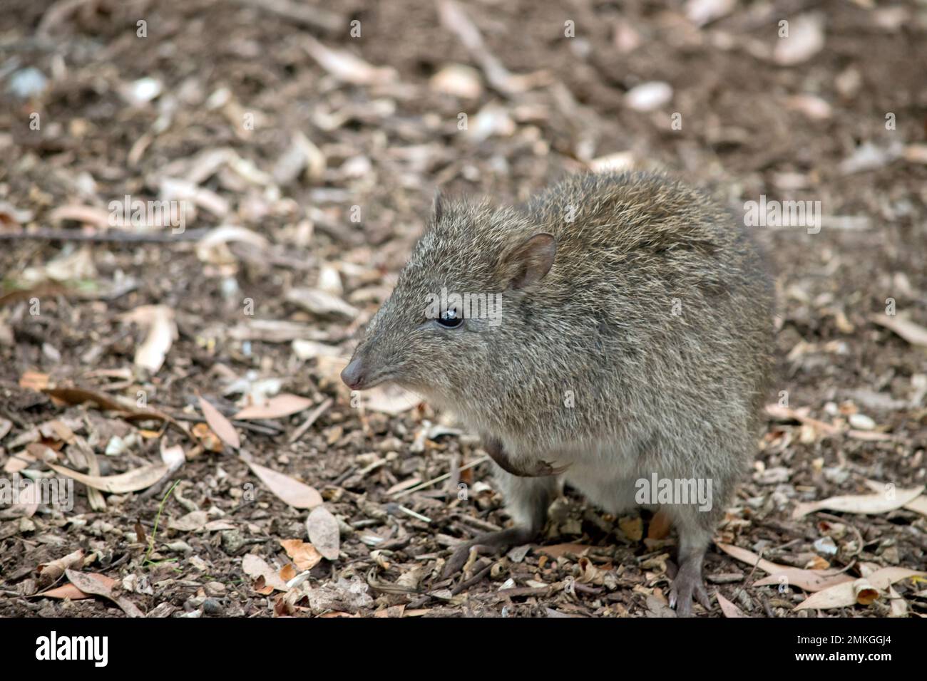 the long nosed potoroo is a small marsupial, it is grey and brown with ...