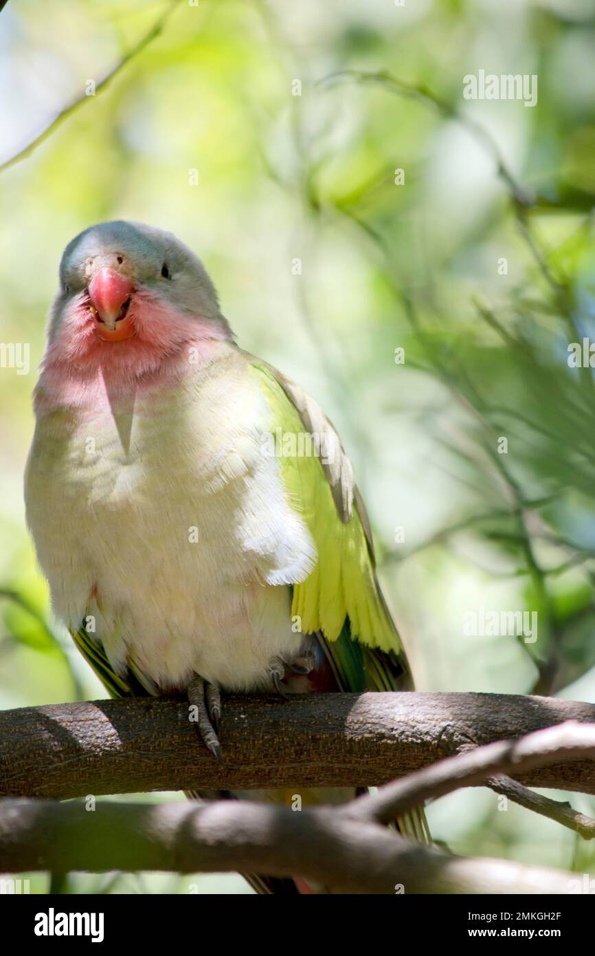 the princess parrot is a colorful bird. It has a light blue head, pink ...