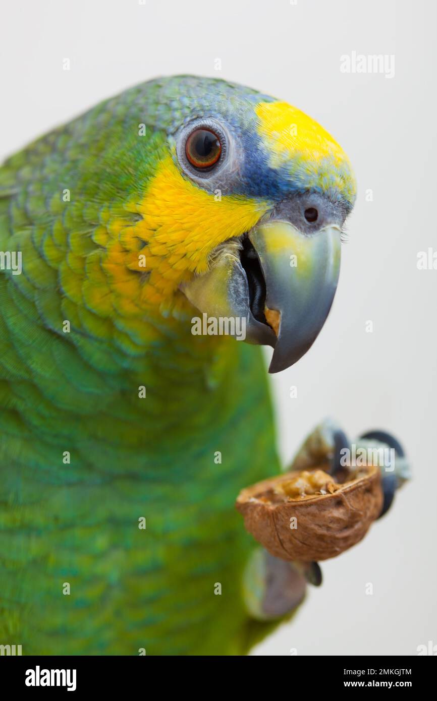 Amazon green parrot eating a nut walnut close up Stock Photo - Alamy