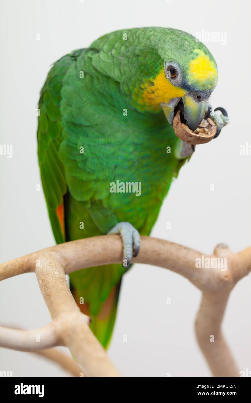 Parrot eating nuts hi-res stock photography and images - Alamy