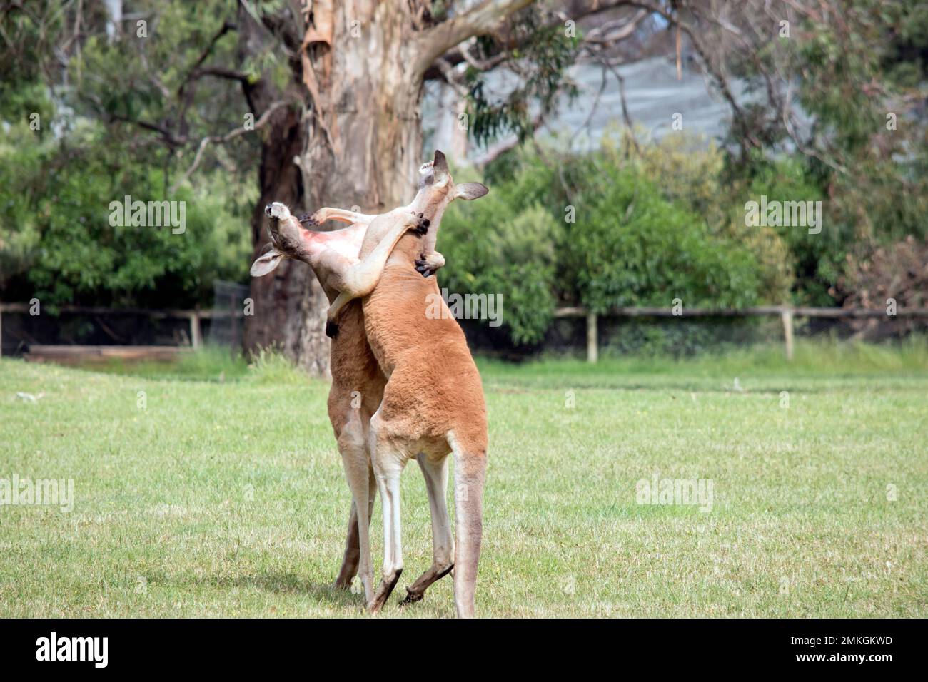the two male kangaroos are in a deadly fight to be the head of the mob ...