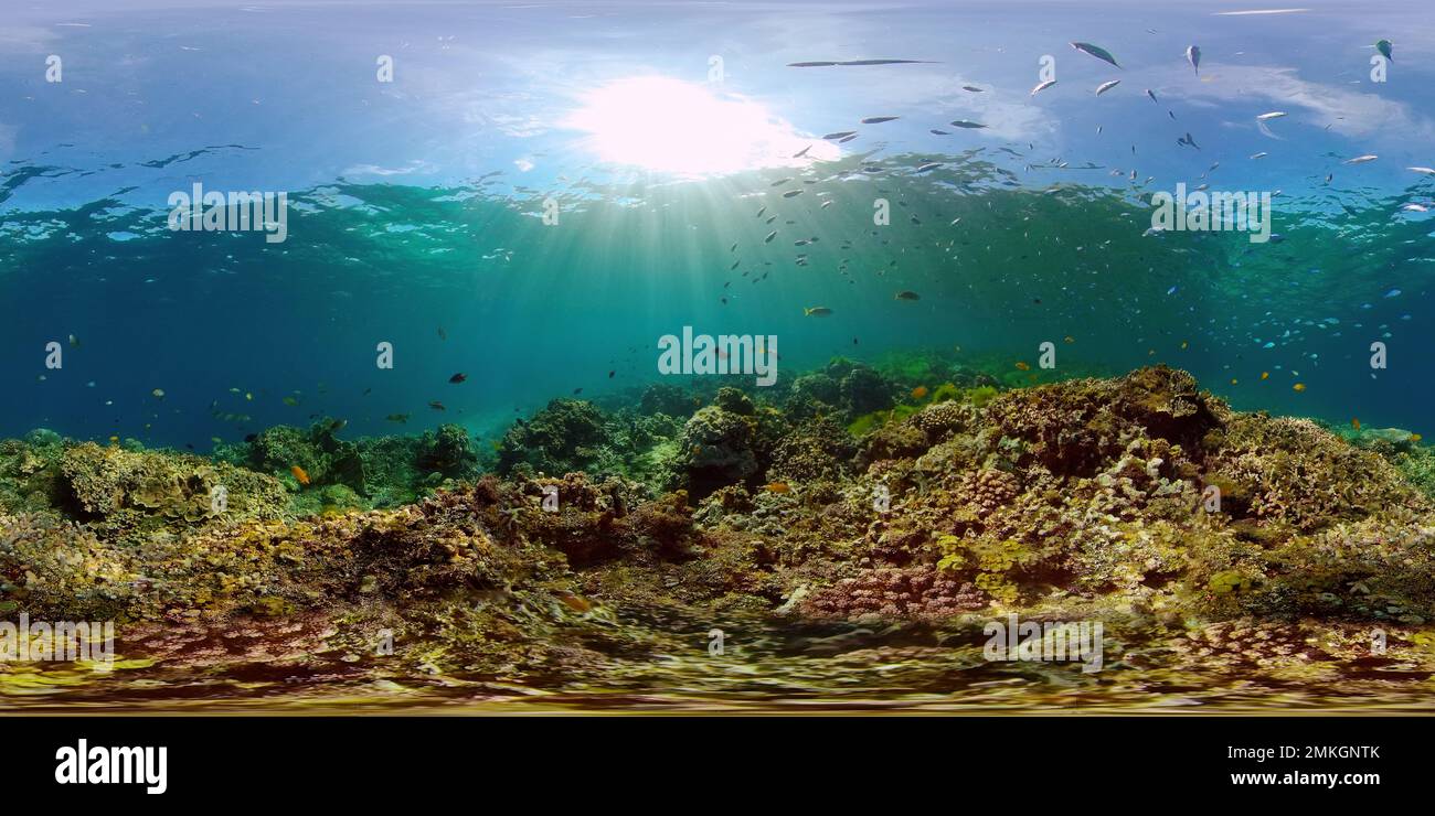 Tropical fishes and coral reef at diving. Underwater world with corals ...