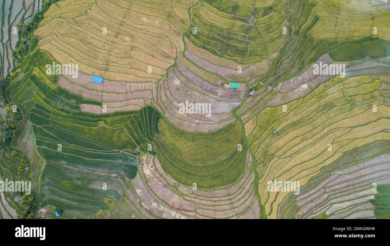 Aerial view of Terraced Green Rice Field in Bukittinggi, Sawah batipuh ...