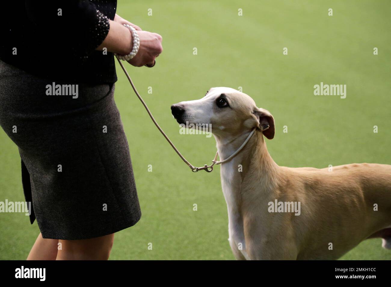 A Whippet is shown inside the ring while competing at the Westminster ...