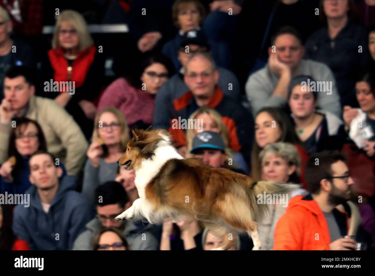 People watch as "Ditto" the Shetland sheepdog competes in the masters ...