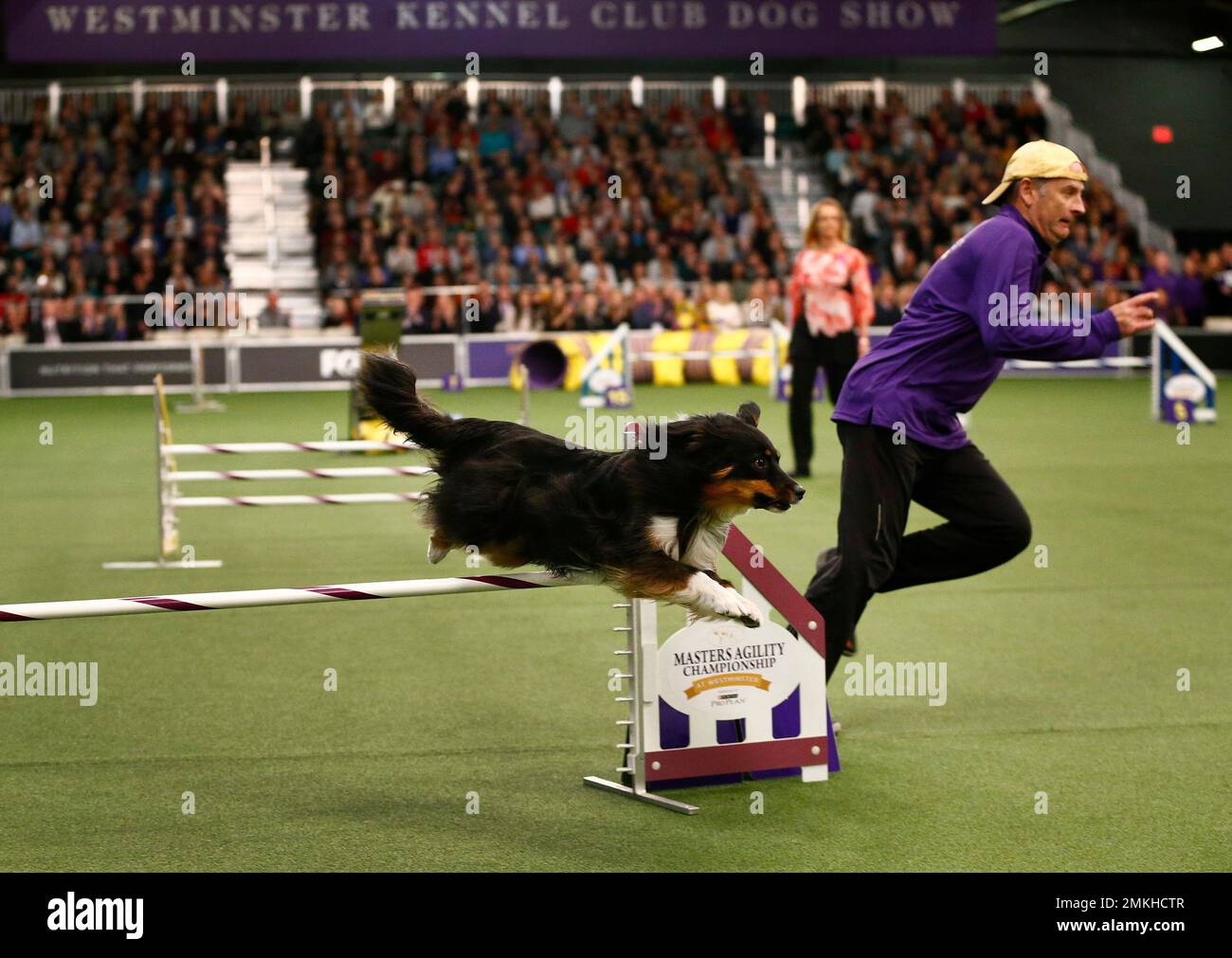 Australian shepherd "Boca" and handler Dave Grubel compete in the ...