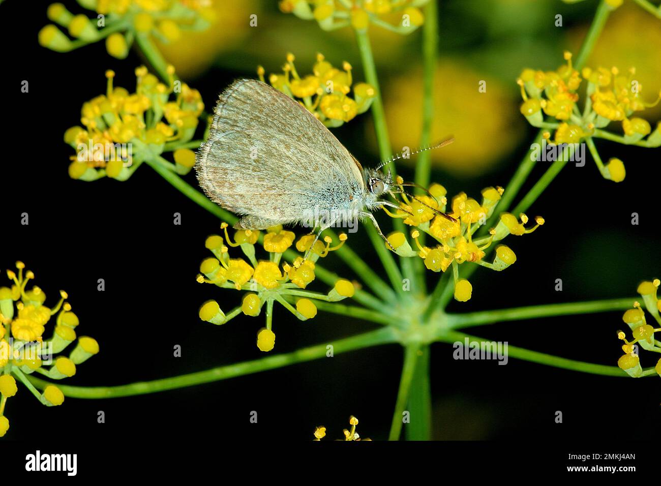 Lesser grass blue butterfly (Zinzinia otis Stock Photo - Alamy