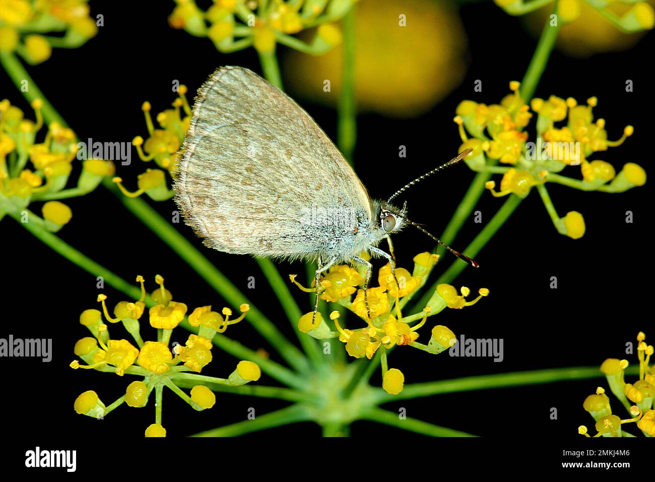 Lesser grass blue butterfly hi-res stock photography and images - Alamy