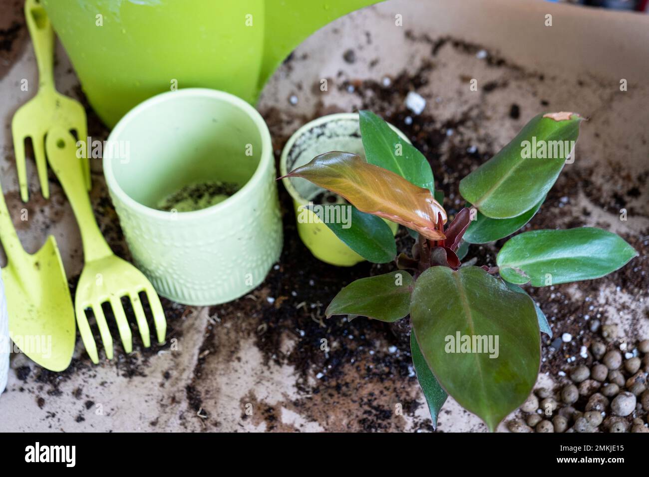 Transplanting a home plant Philodendron Prince of Orange into a new pot ...