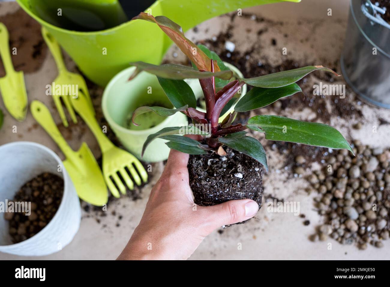 Transplanting a home plant Philodendron Prince of Orange into a new pot ...