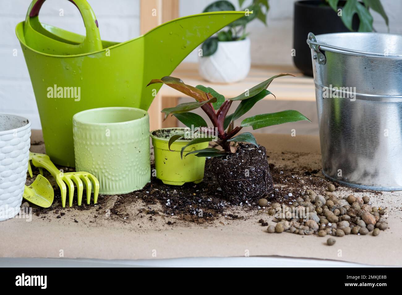 Transplanting a home plant Philodendron Prince of Orange into a new pot ...