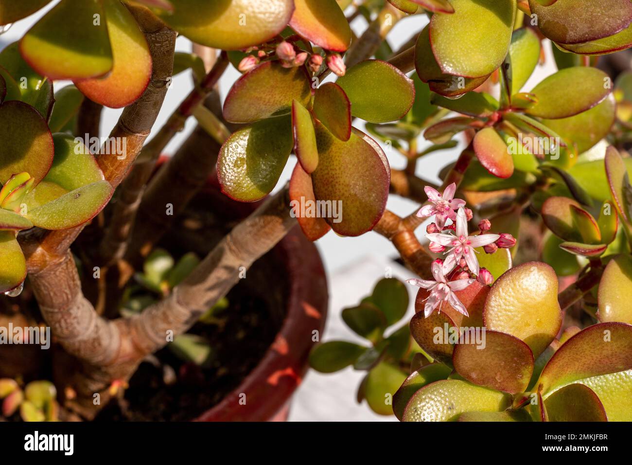 Money houseplant hi-res stock photography and images - Alamy