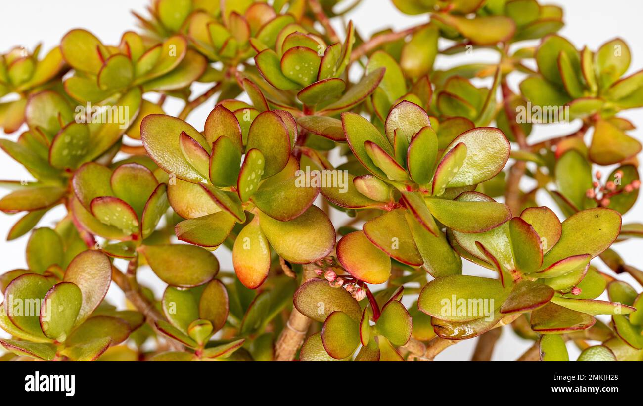 Crassula ovata Hummel's sunset jade plant closeup Stock Photo - Alamy