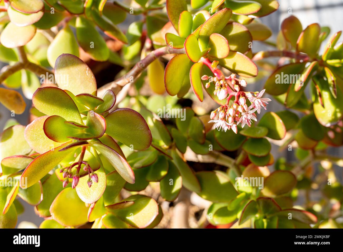 Crassula ovata flowering plant high angle view Stock Photo - Alamy
