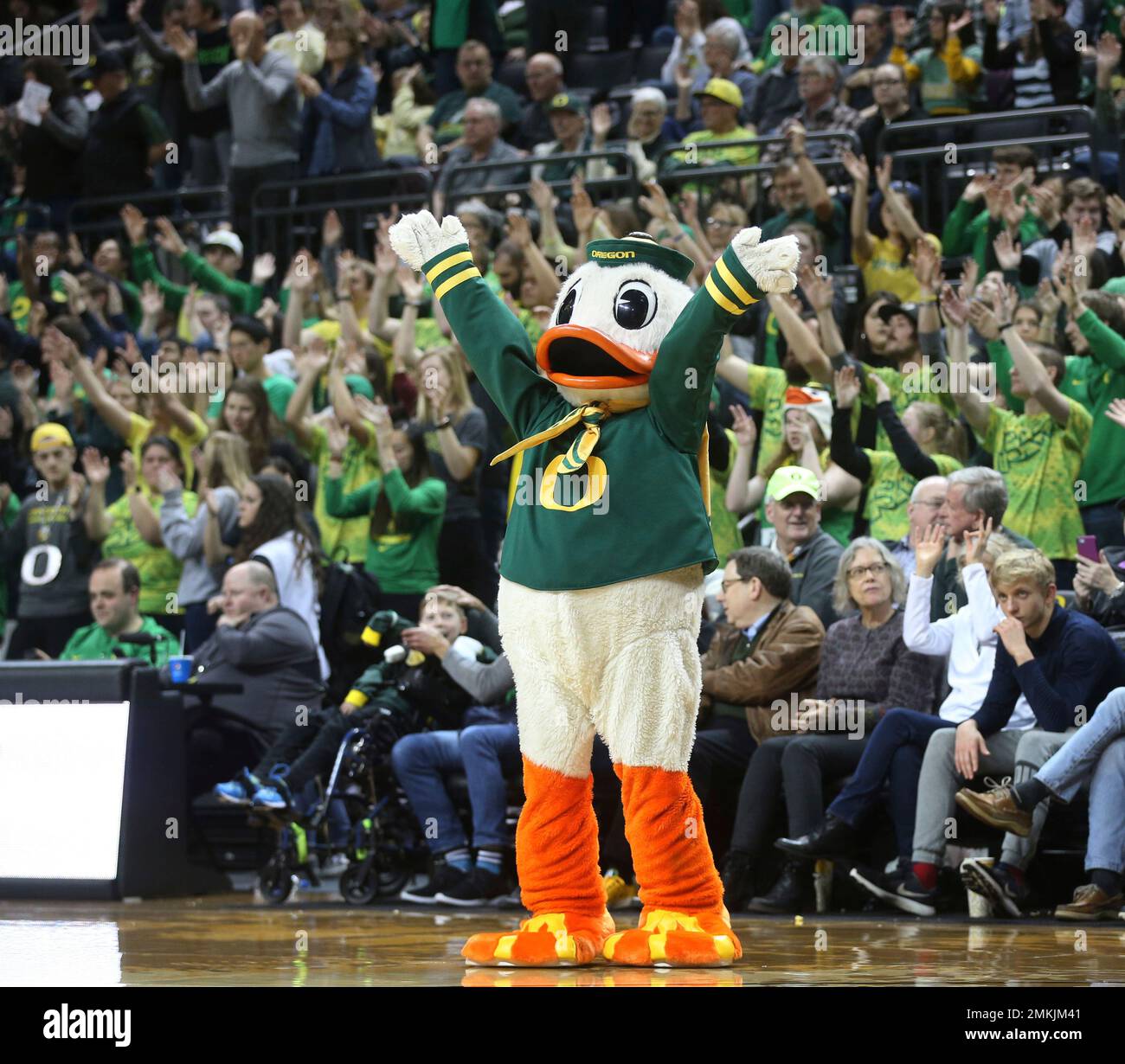 The Oregon Duck mascot leads women's basketball fans in dancing to the ...